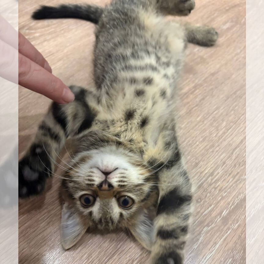 Котёнок в добрые руки