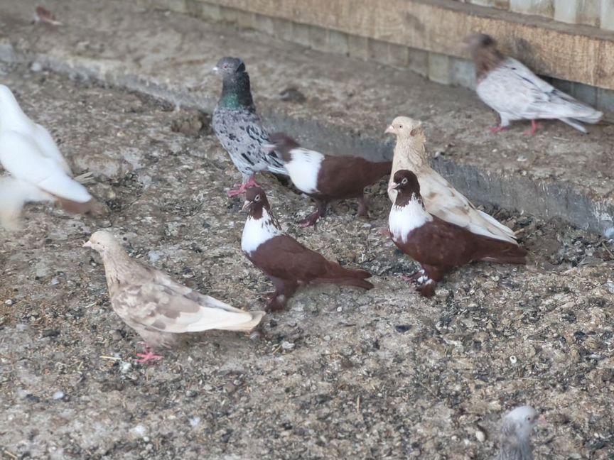 Голуби мраморные, ореховые, молочные