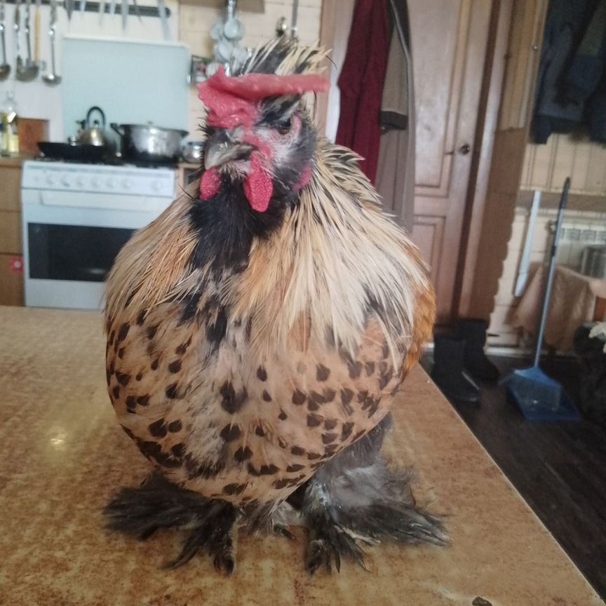 Алтайская бентамка