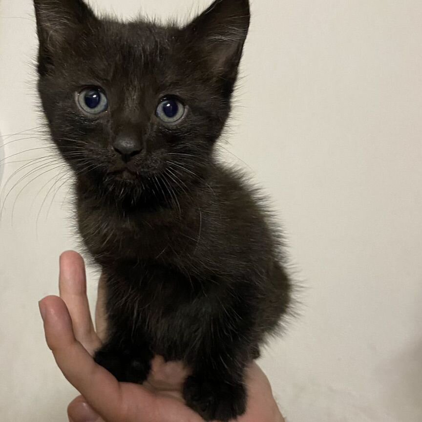 Отдадим котенка и маму кошку