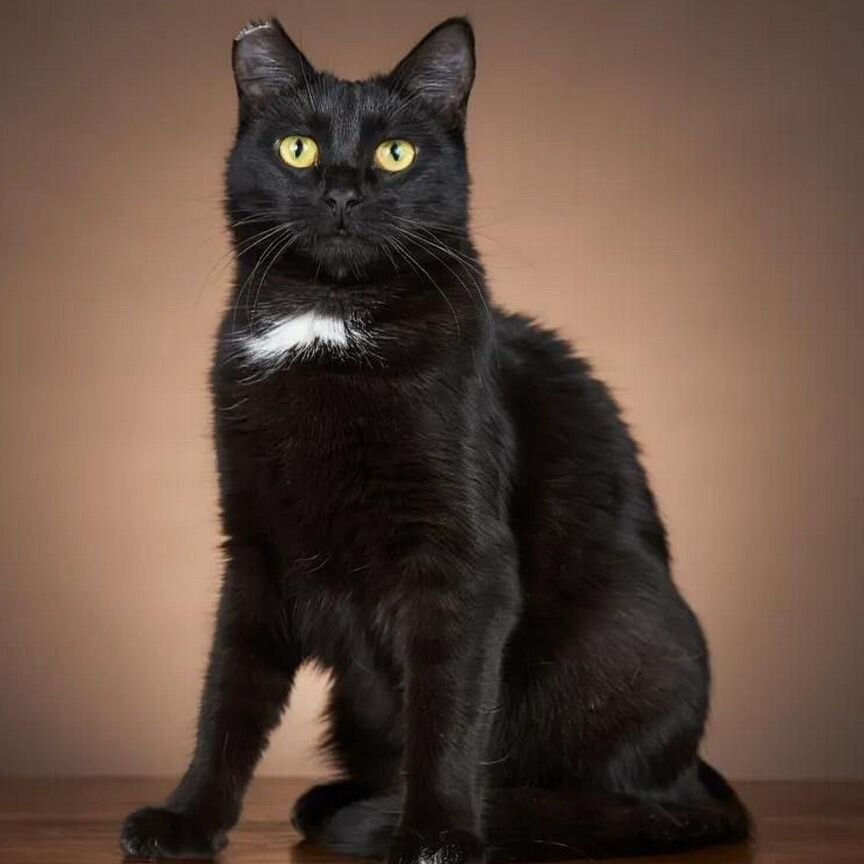 Взрослая кошка в добрые руки