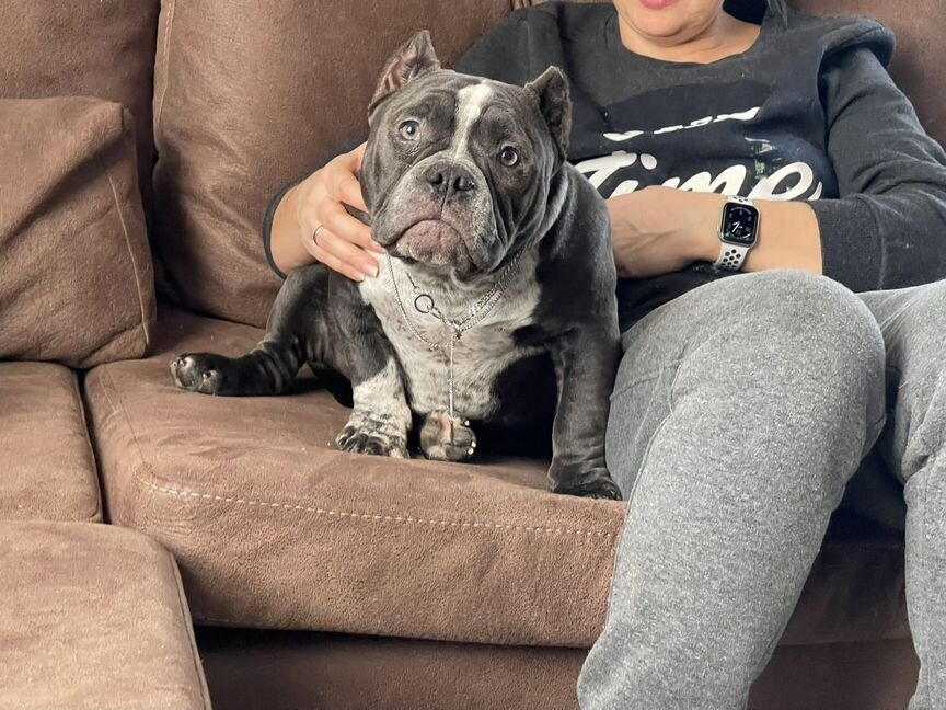 Американский булли микро