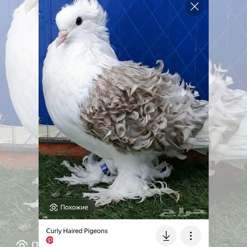 Голуби
