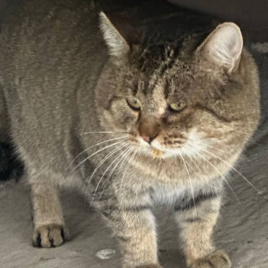 Ищем дом Виктору Степановичу