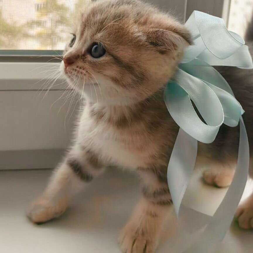 Котенок мальчик британец