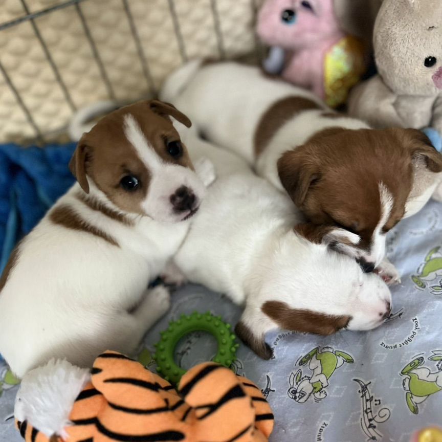 Джек-рассел-терьер, щенок