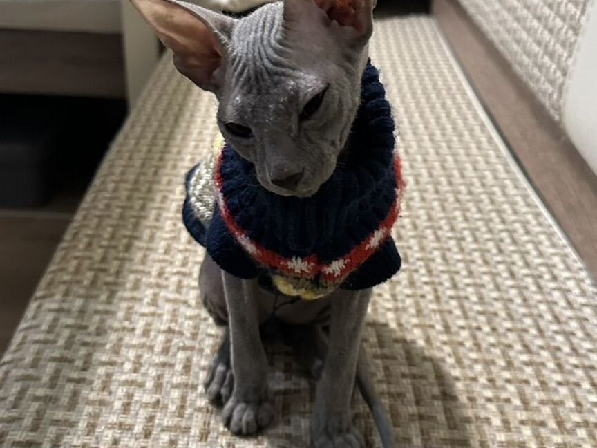 Канадский сфинкс котенок мальчик