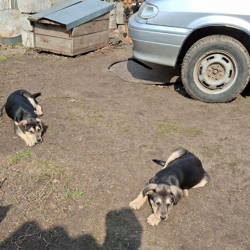 Отдам в добрые руки щенков