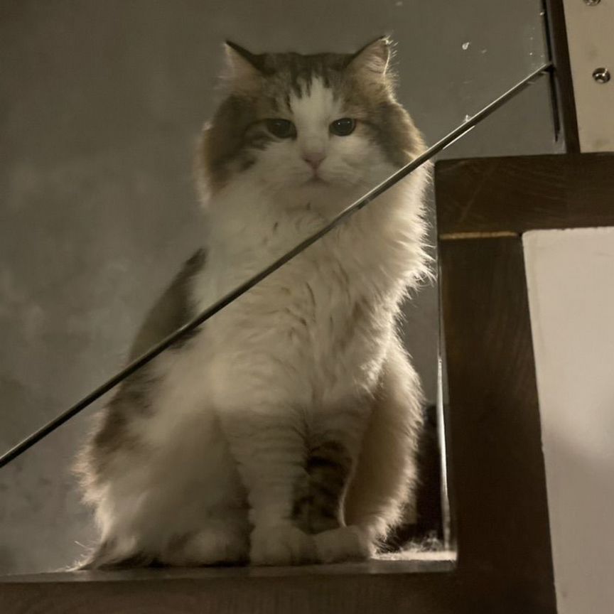 Барсик, котик 2 года