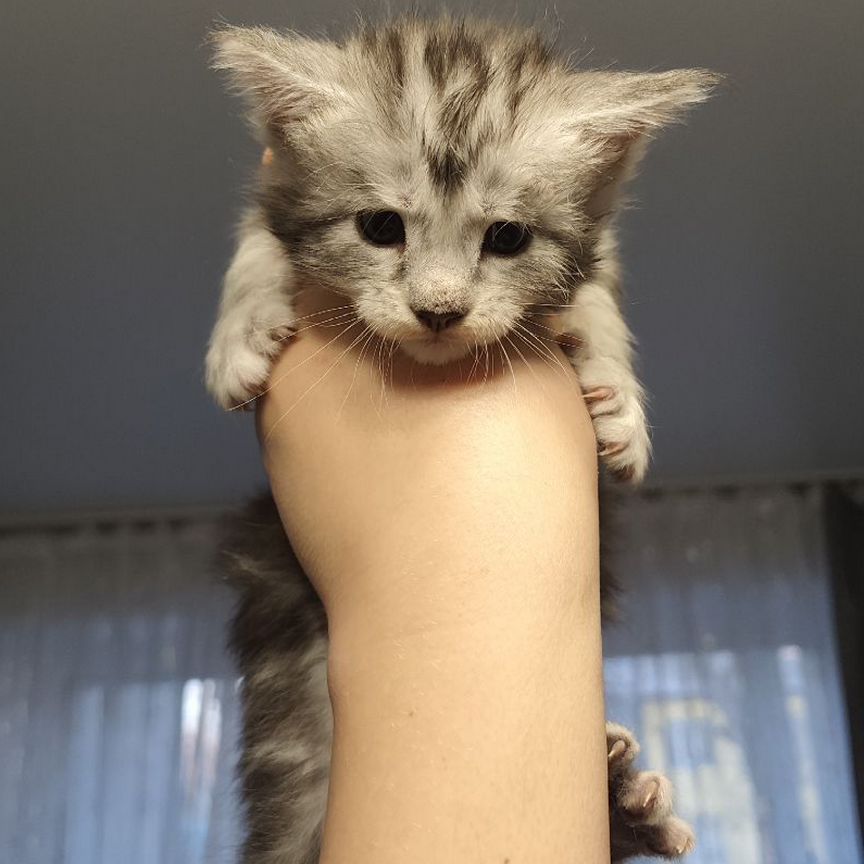 Мейн-кун котёнок