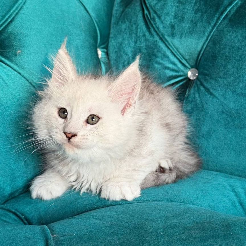 Мейн-кун котёнок