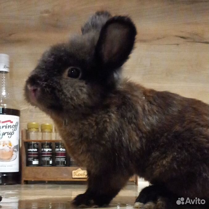 Кролик 4 мес