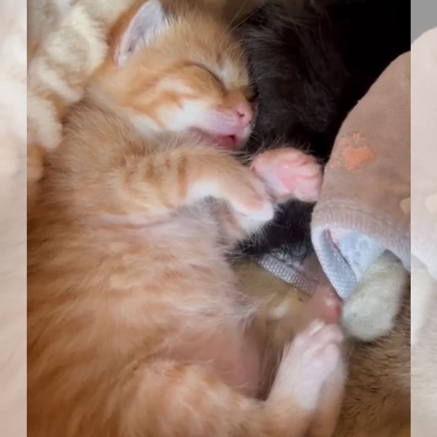 Рыжий котенок