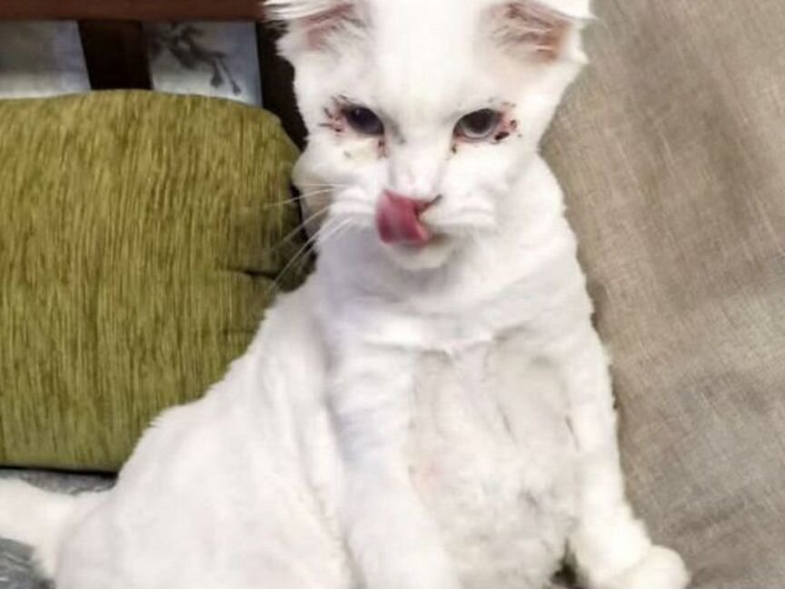 Котик Лютик,нужна передержка или дом