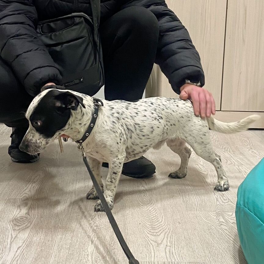 Отдам в добрые руки джек рассела