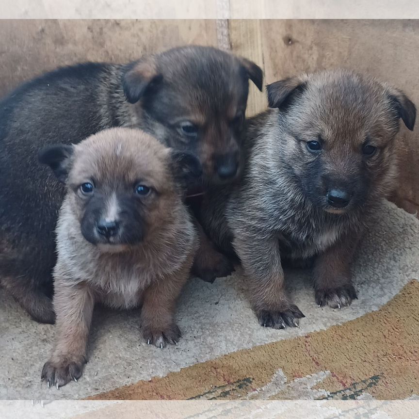 Щенки в добрые руки даром