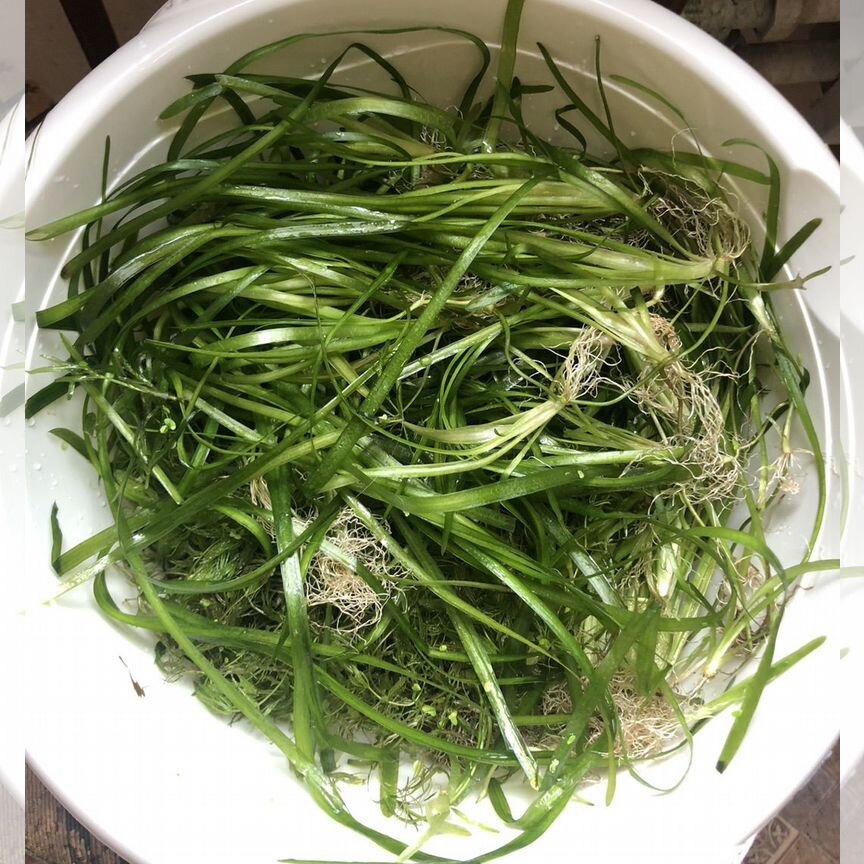 Валиснерия роголистник улитки