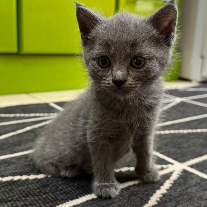 Котятки в добрые руки бесплатно