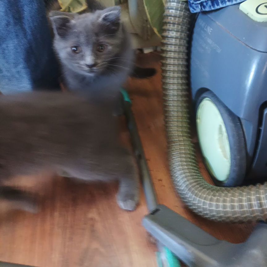 Котята в добрые руки бесплатно приученные к лотку