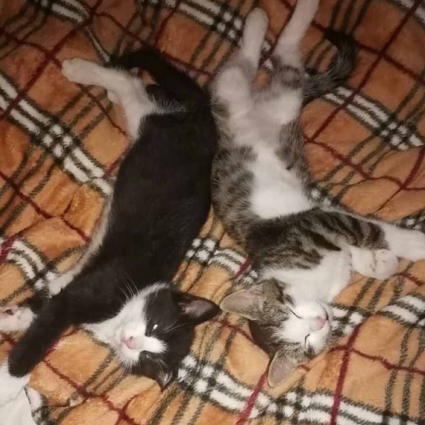 Котята в добрые руки девочка мальчик