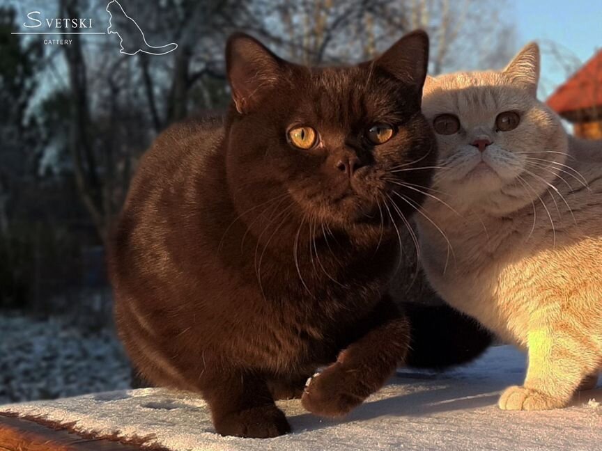 Британские котята шоколадные