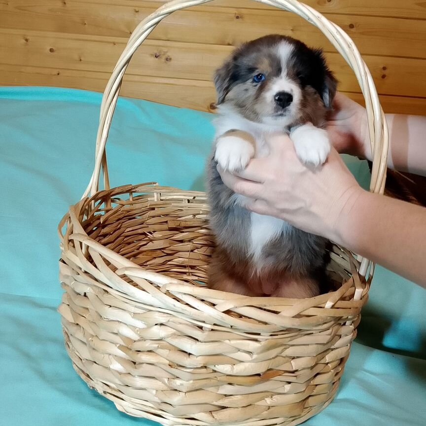 Миниатюрная американская овчарка, щенок