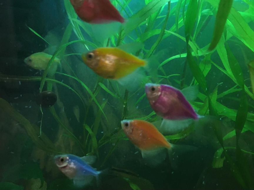 Отдам 3 тернеции глофиш