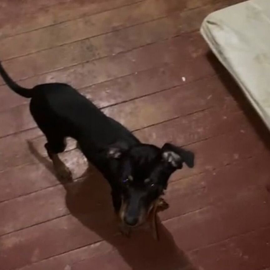 Отдам в добрые руки собачку,возраст 5 месяцев