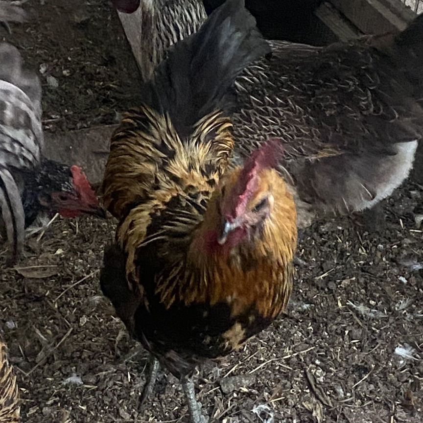 Молодой петушок