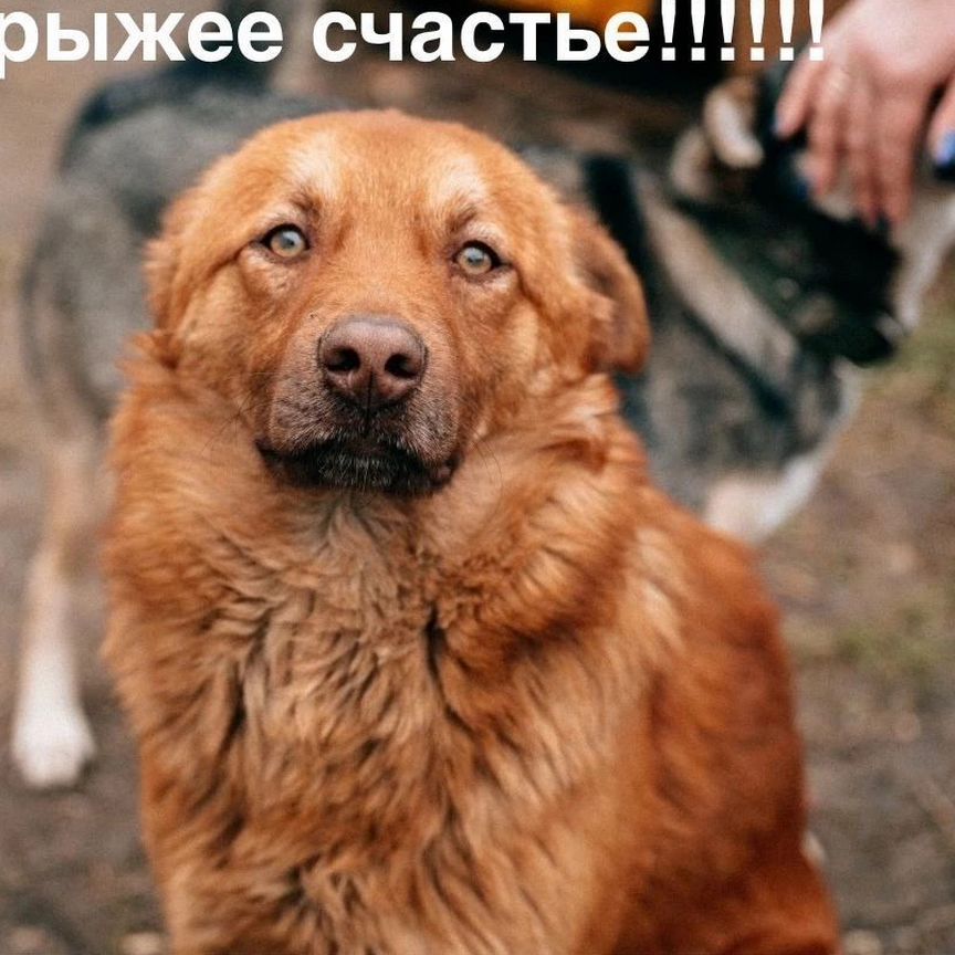 Собака в добрые руки