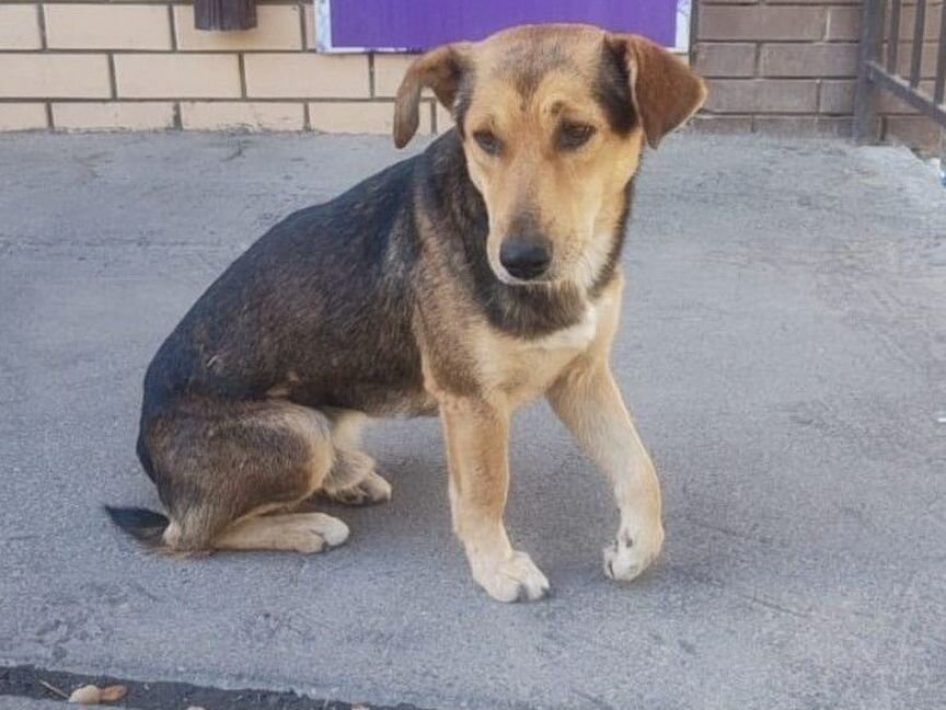 Батоша в поисках хозяина