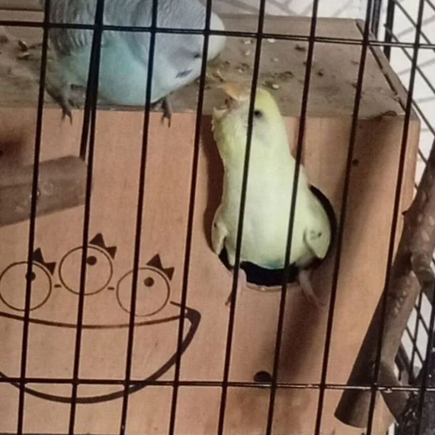 Волнистый попугай