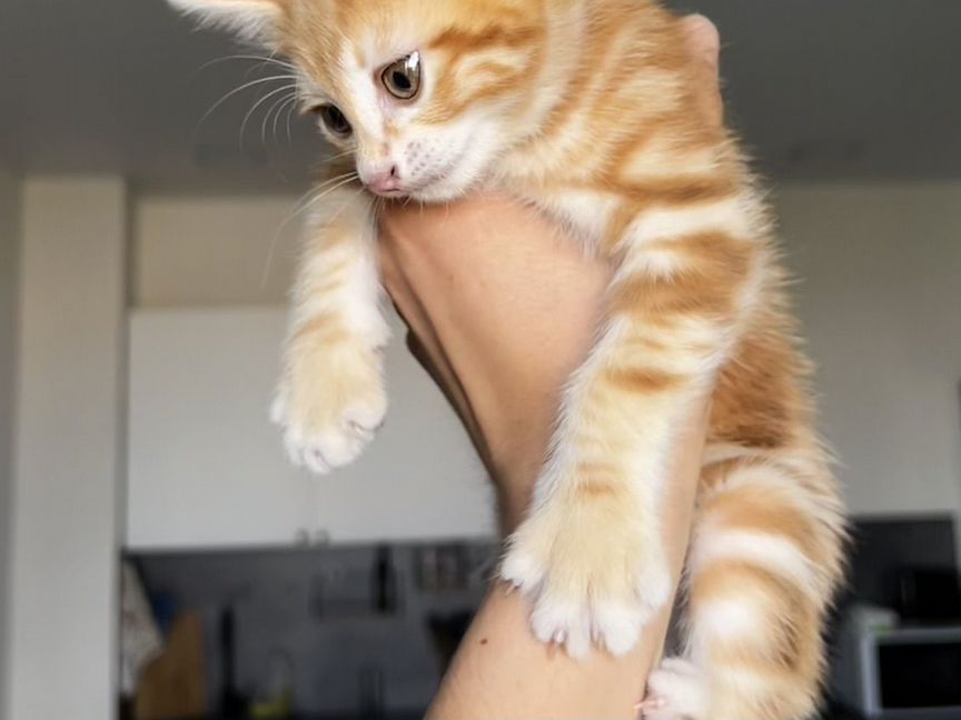 Котята Курильский Бобтейл