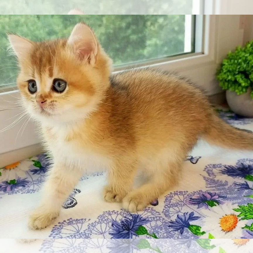 Британский короткошёрстный котёнок