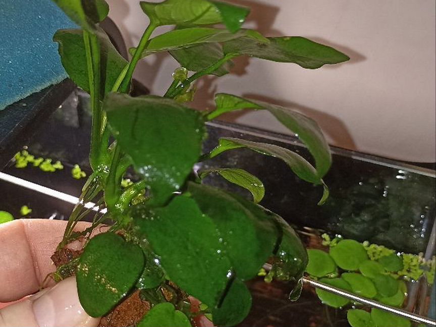 Анубиас и буцефаландры