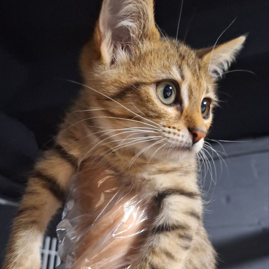 Рыжий котенок девочка, 2 мес. В добрые руки