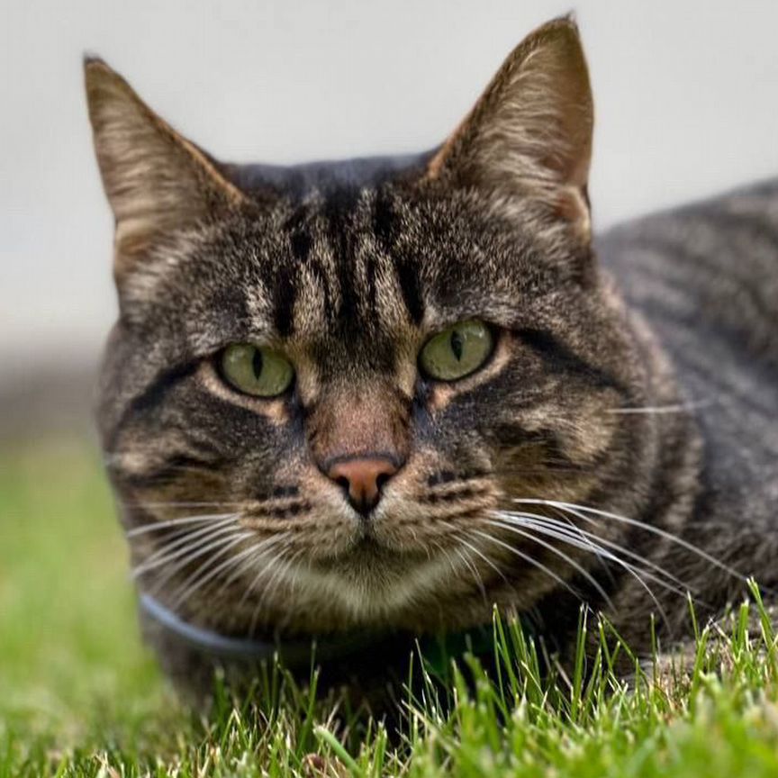 Взрослый кот в добрые руки