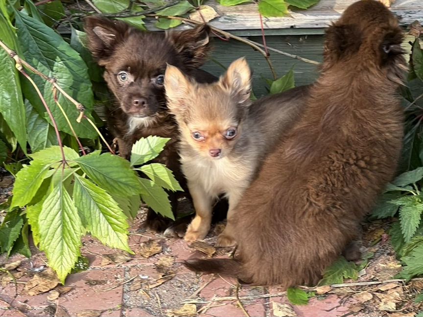 Чихуахуа д/ш 2 мальчика и 1 мини девочка