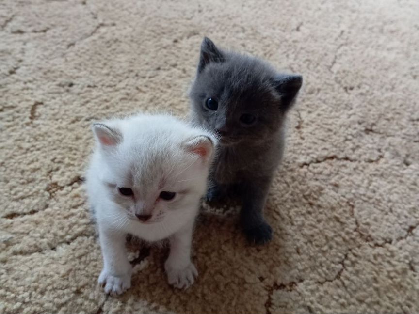 Котята