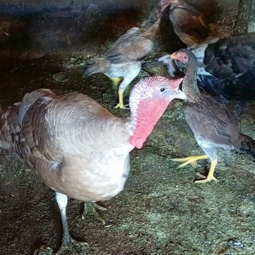 Племенные индюшки и индюк