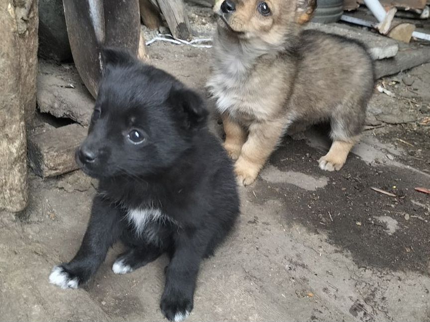 Лайка