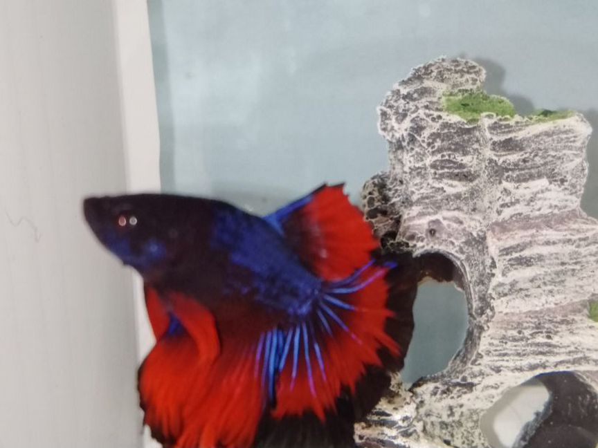 Рыбка петушок