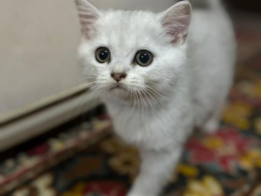 Шотландские котята серебристая шиншилла