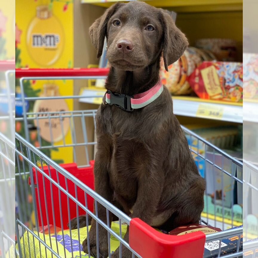Мишаня лабрадор ждет семью