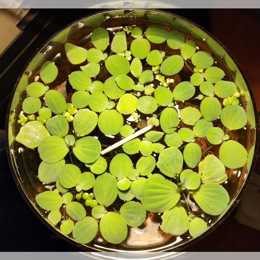 Пистии около 10-15 шт в обмен