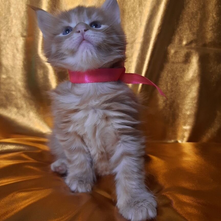 Котята Мейн-кун