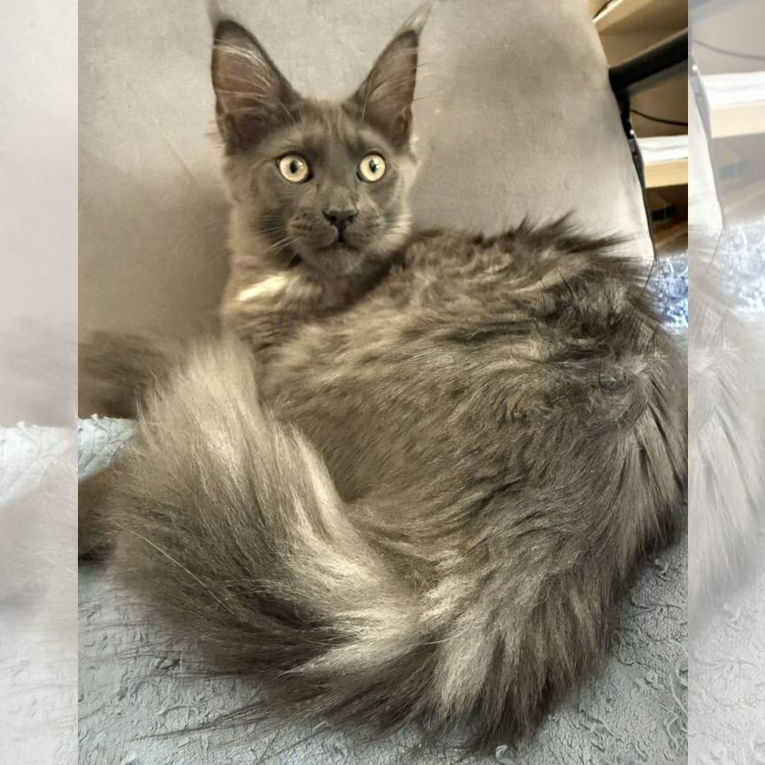 Мейн-кун котёнок