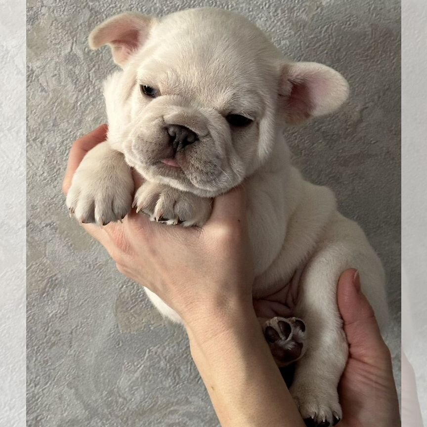 Французский бульдог