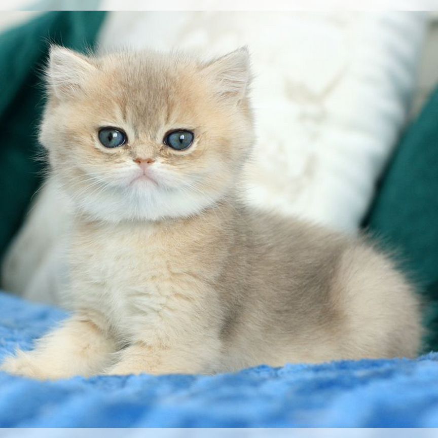 Бритаская золотая шиншилла