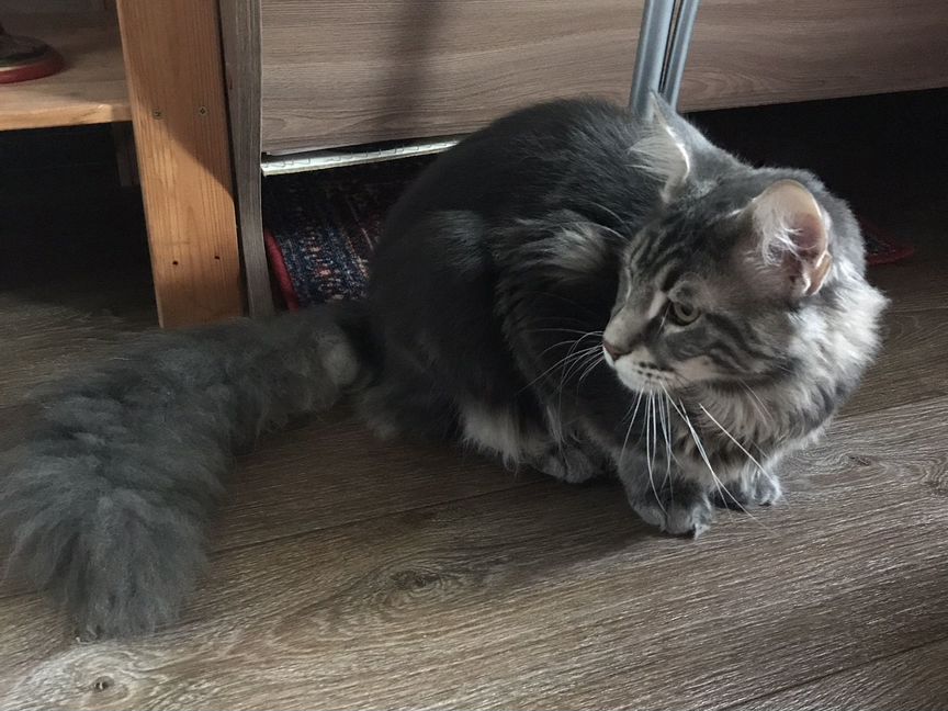 Котик мейн-кун